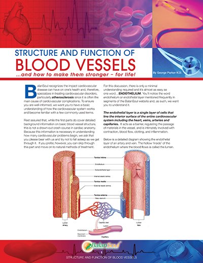 Structure and Functions of Blood Vessels – BalanSoul | George parker